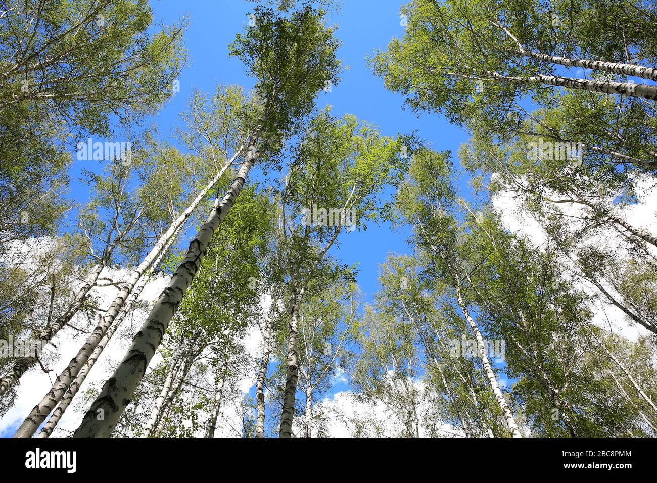 Row green birch leaves hi-res stock photography and images - Alamy
