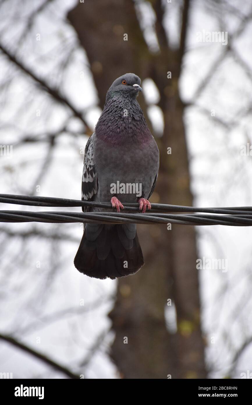 Pigeon blurred background hi-res stock photography and images - Alamy