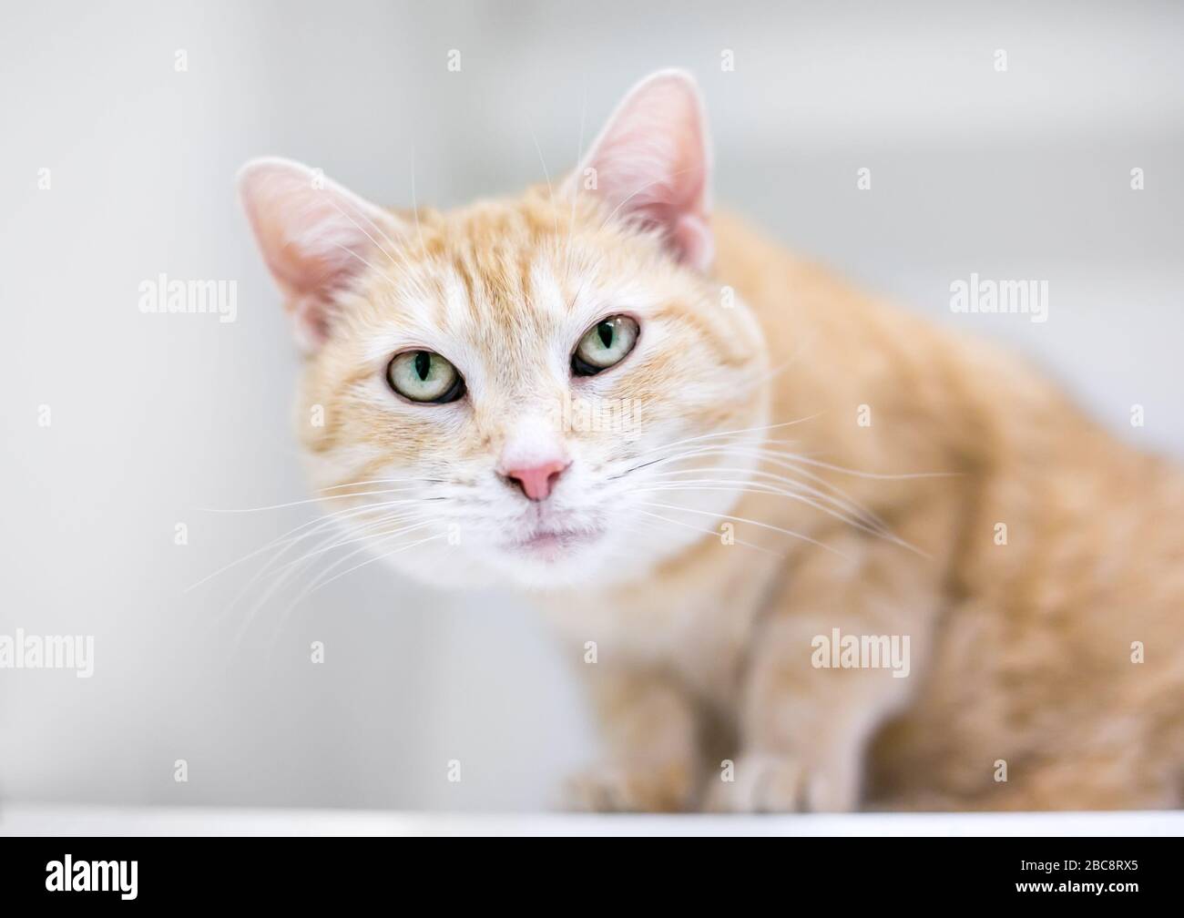 Crouch down hi-res stock photography and images - Alamy