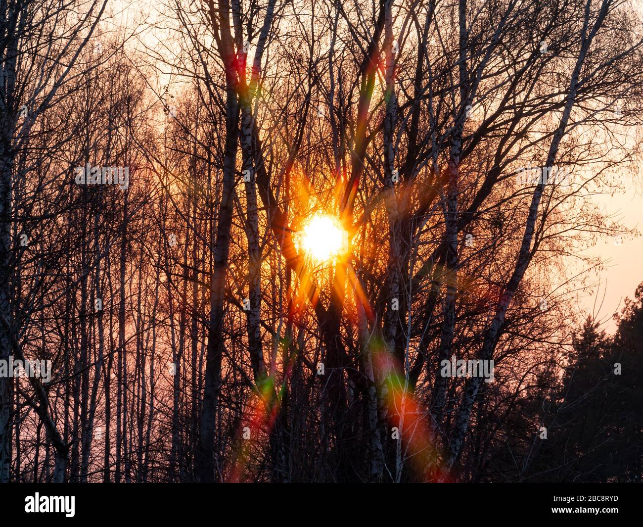 Rays of sunny sunset through the branches of trees Stock Photo - Alamy