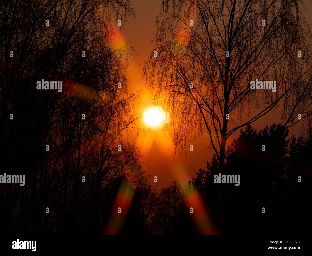 Rays of sunny sunset through the branches of trees Stock Photo - Alamy