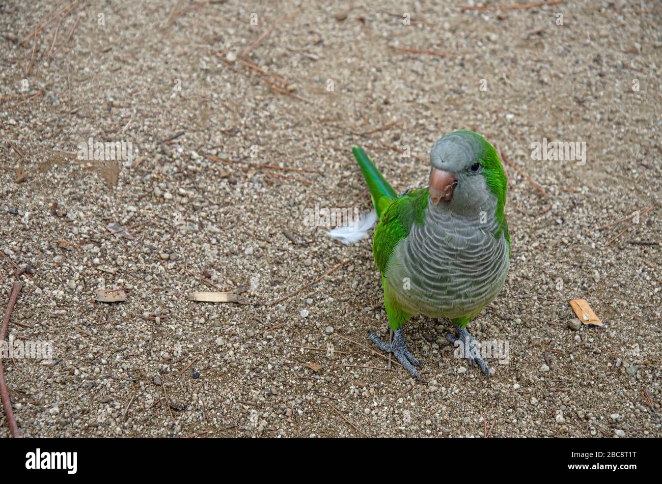 Quaker parrot hi-res stock photography and images - Alamy