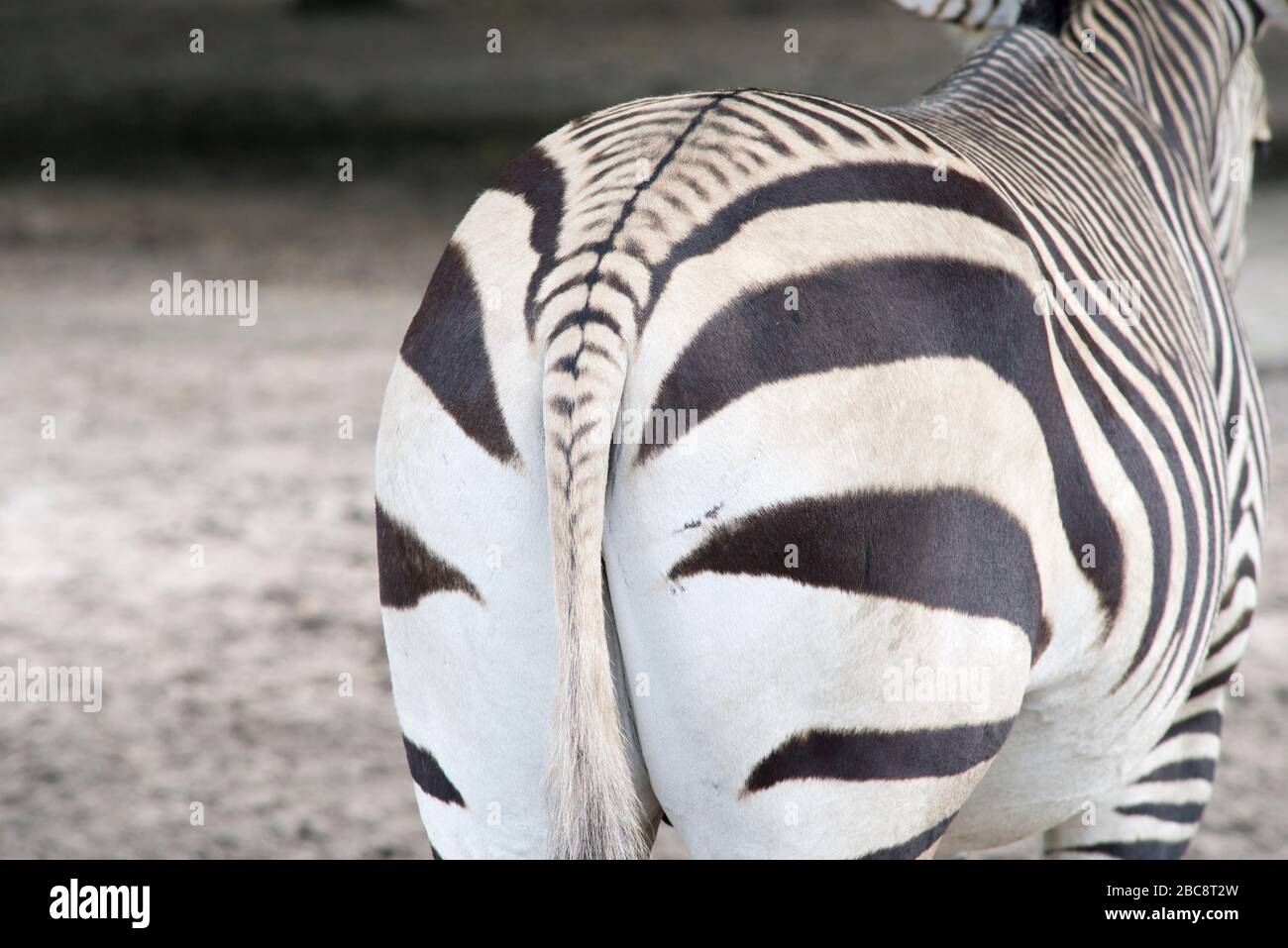 Striped tail hi-res stock photography and images - Alamy