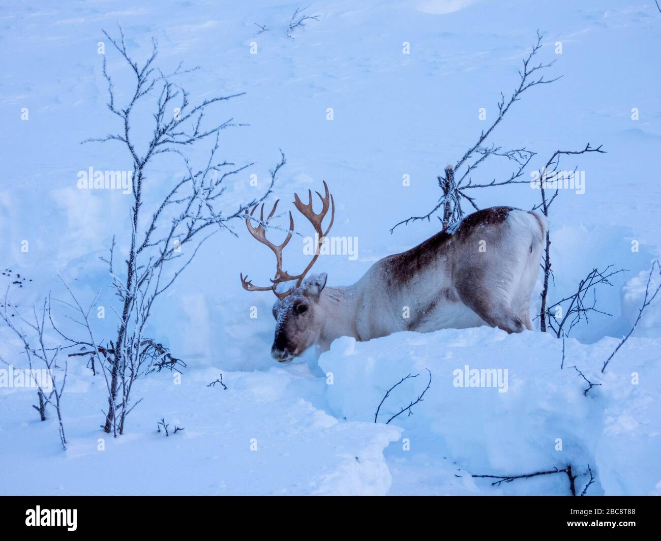 The reindeer (Rangifer tarandus) is a species of deer (Cervidae) with ...
