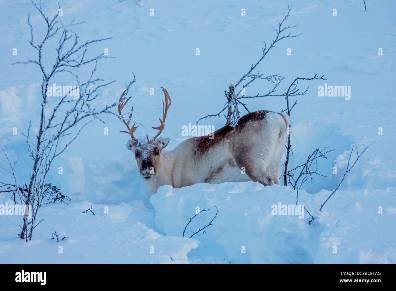 The reindeer (Rangifer tarandus) is a species of deer (Cervidae) with ...