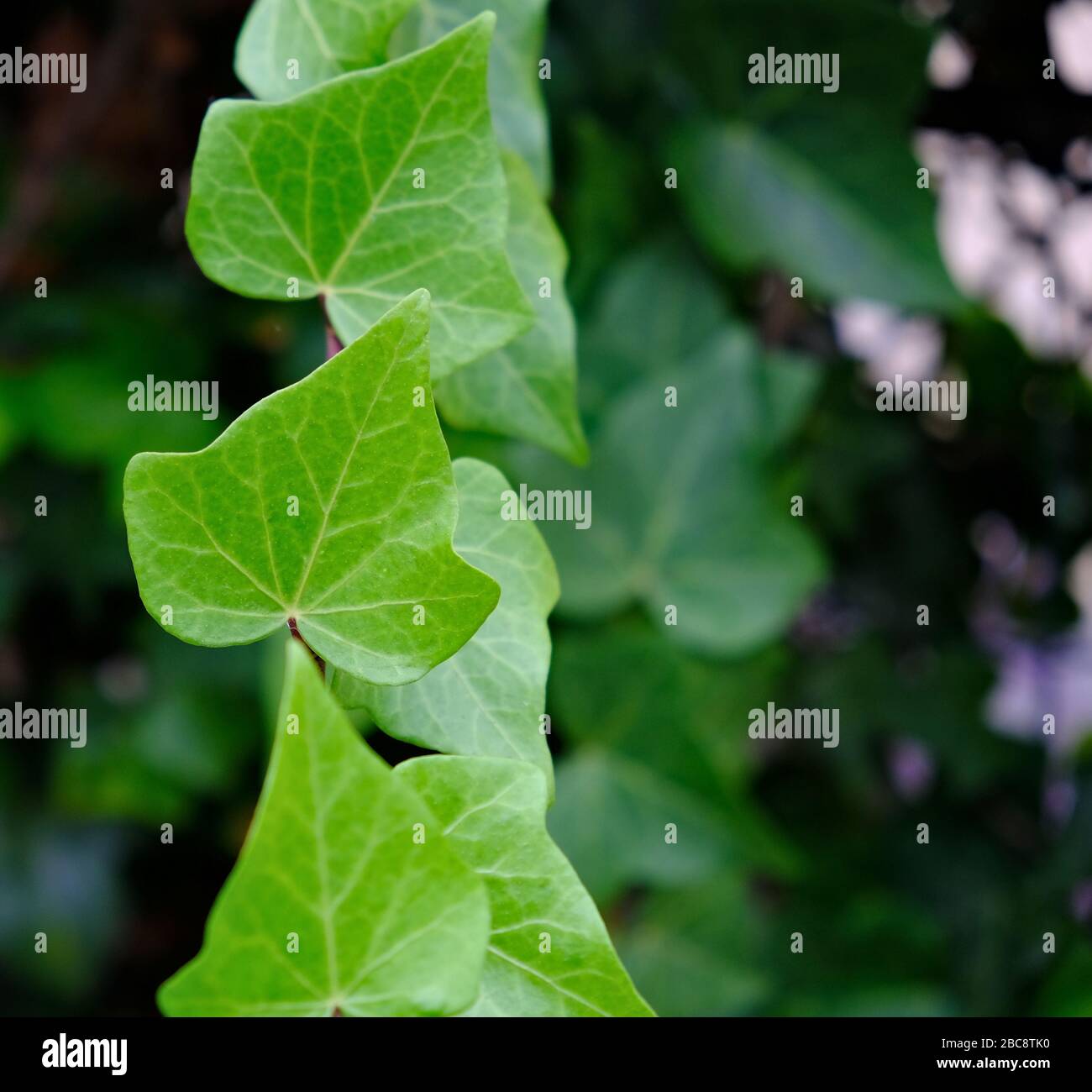 Simple floral vine pattern hi-res stock photography and images - Alamy