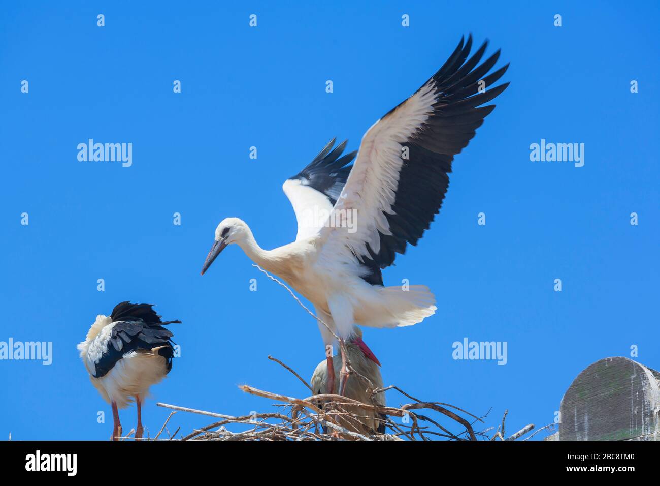 Stork nests in faro hi-res stock photography and images - Alamy