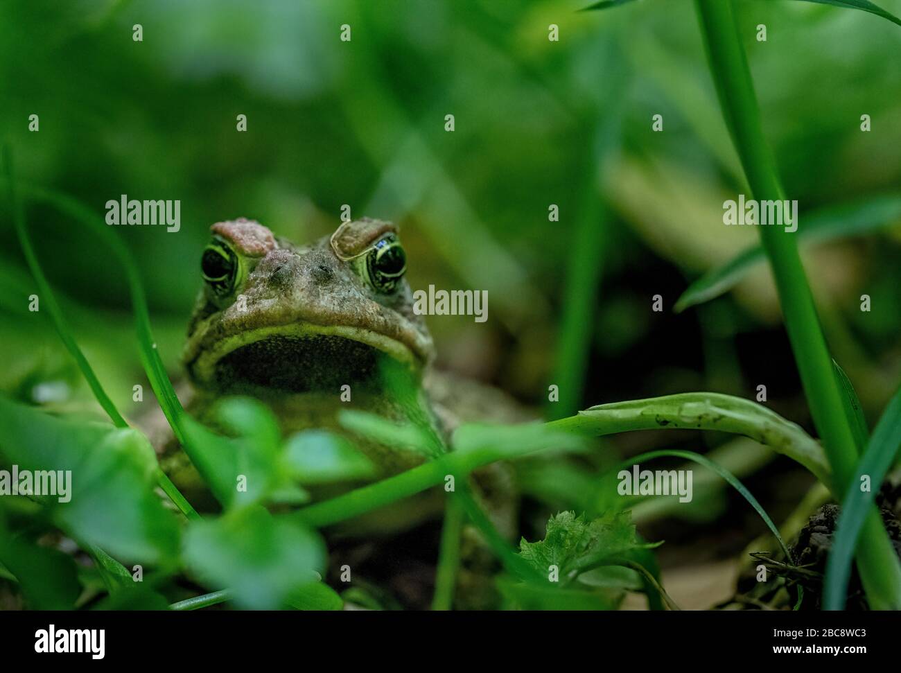 Sad frog hi-res stock photography and images - Alamy