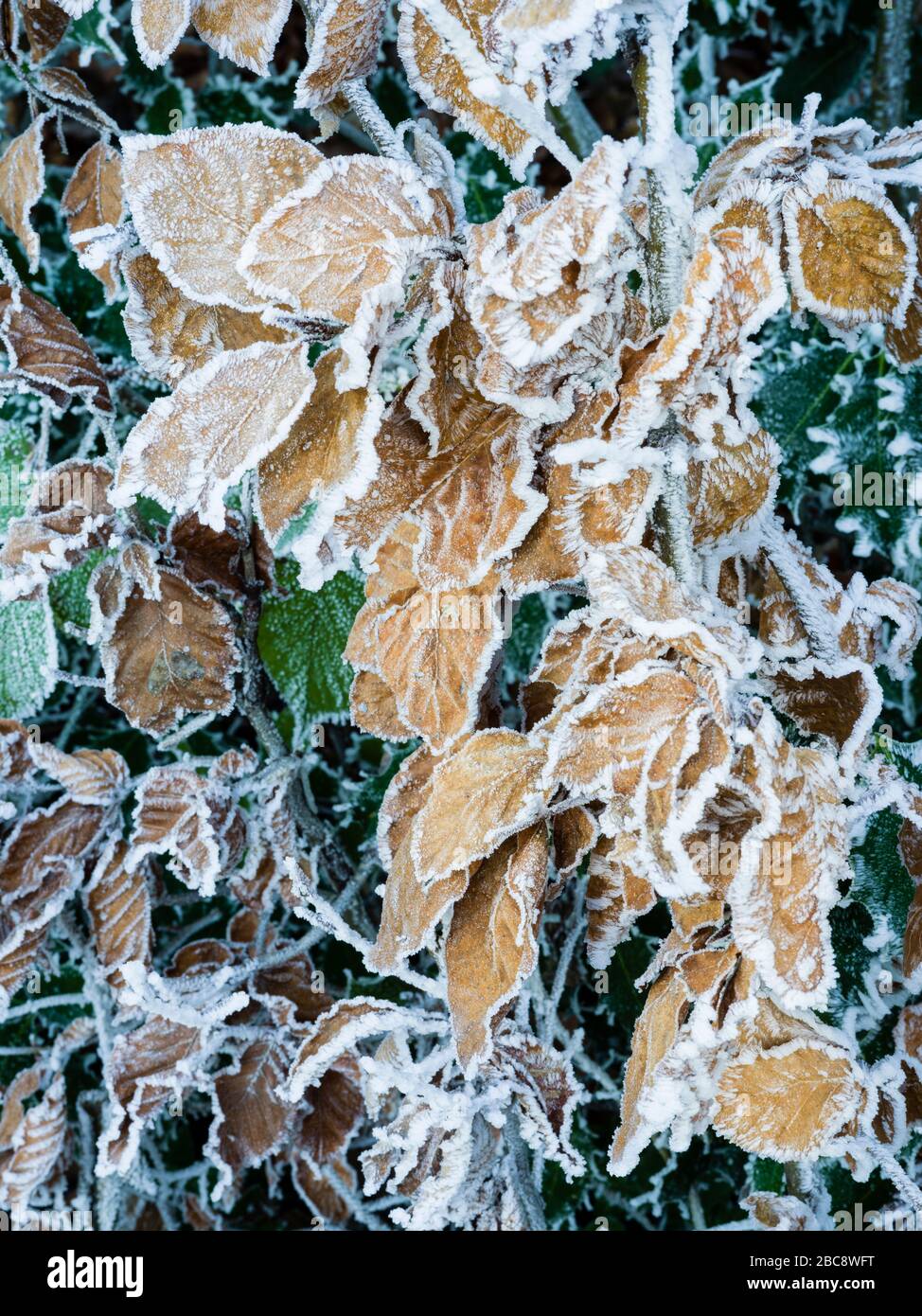 Winter snow cut outs hi-res stock photography and images - Alamy