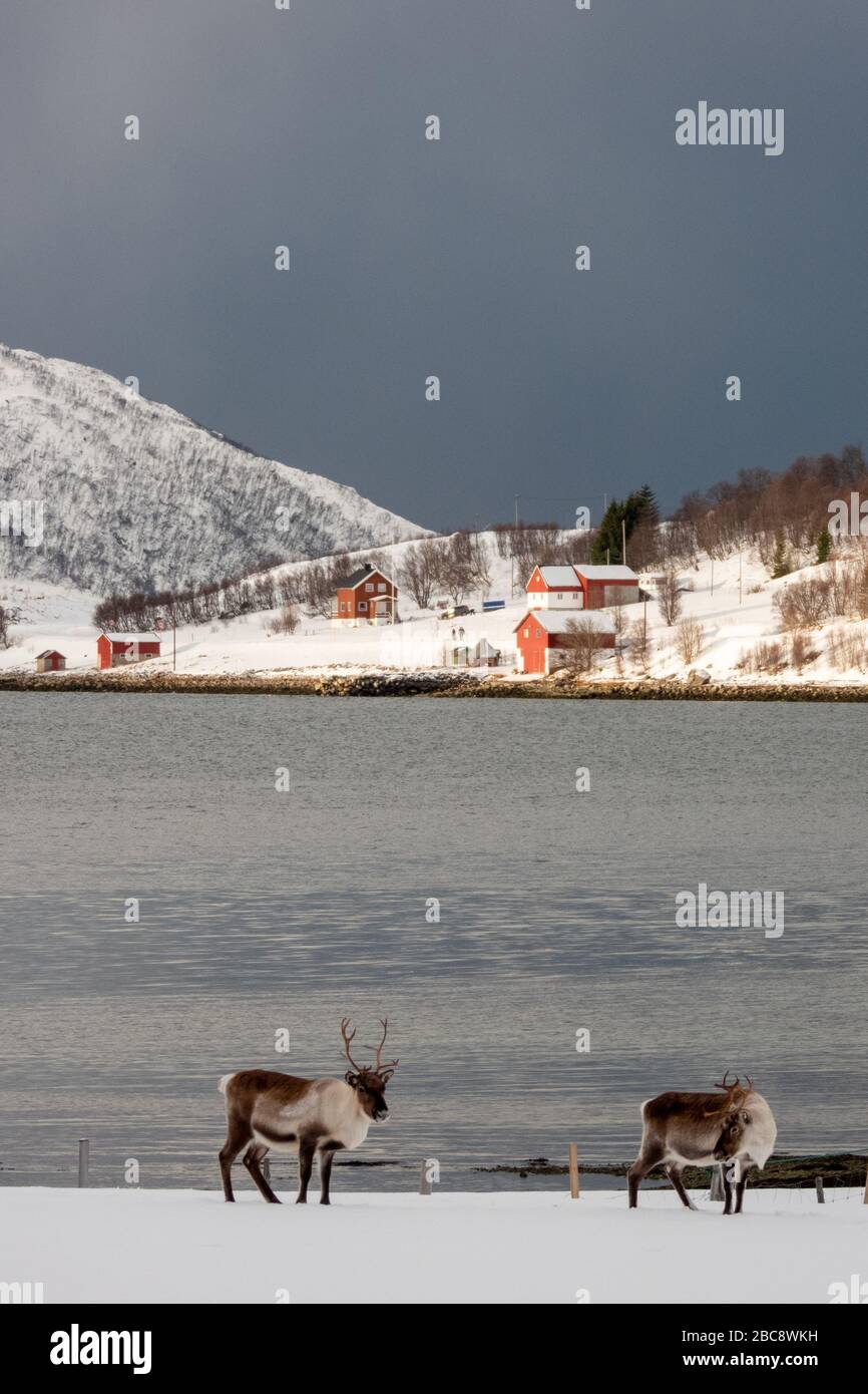 The reindeer (Rangifer tarandus) is a species of deer (Cervidae) with ...