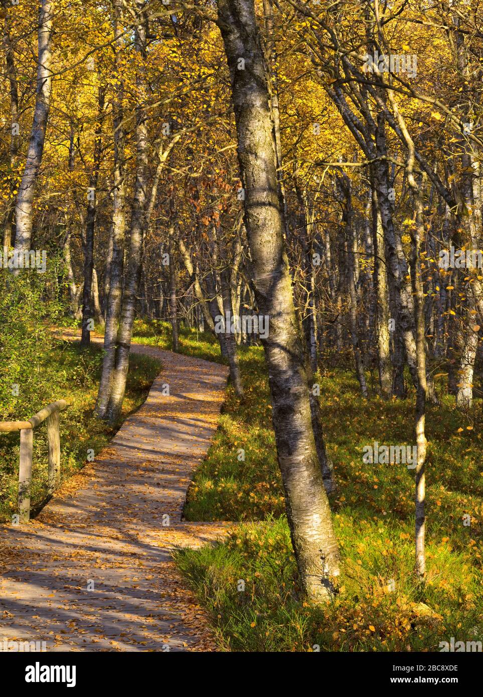 Europe, Germany, Hesse, UNESCO Rhön Biosphere Reserve, Rotes Moor ...