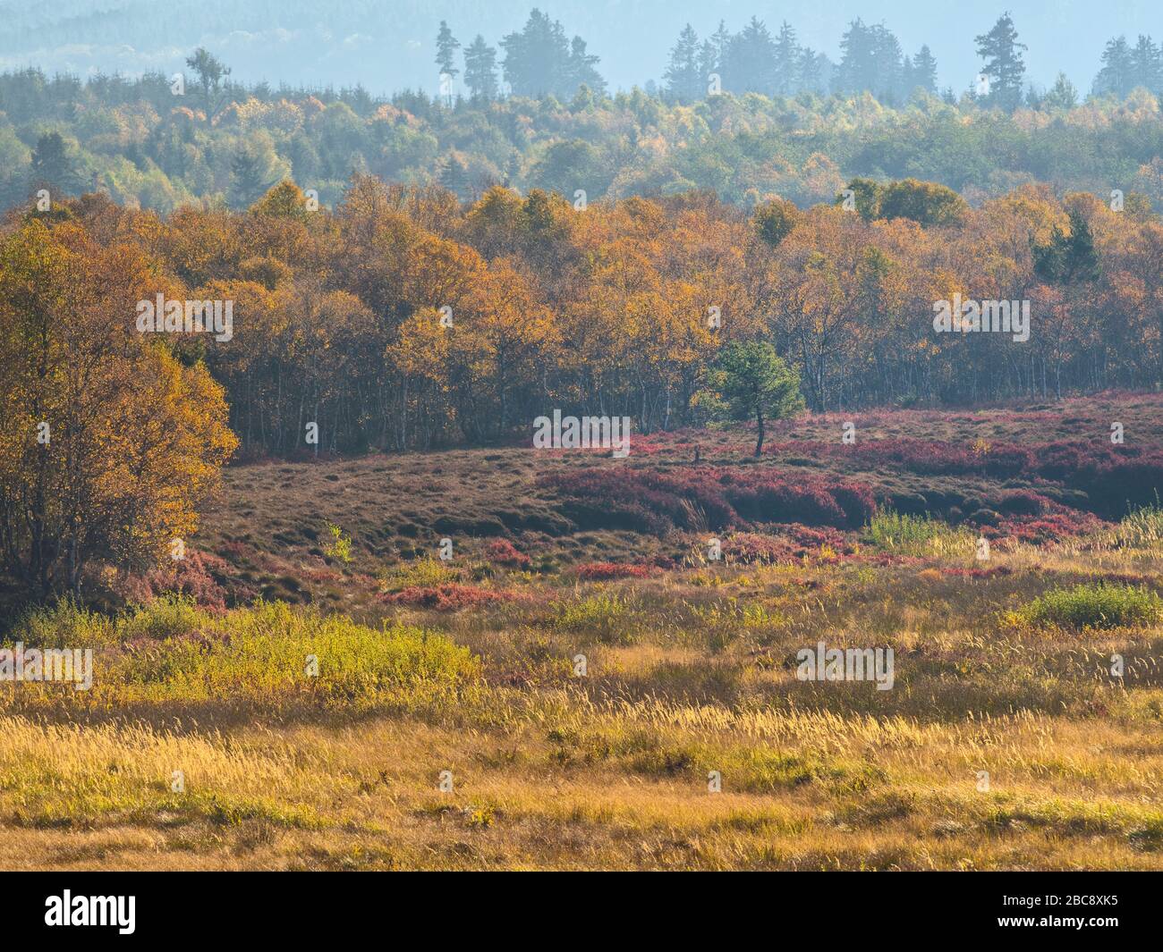 Europe, Germany, Hesse, UNESCO Rhön Biosphere Reserve, Rotes Moor ...