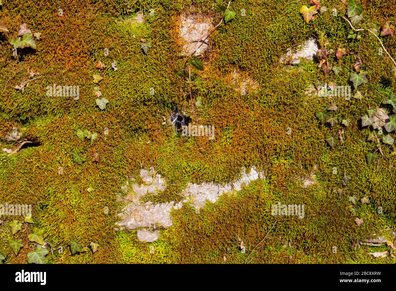 Green moss and ivy covering a natural stone wall for Background or ...