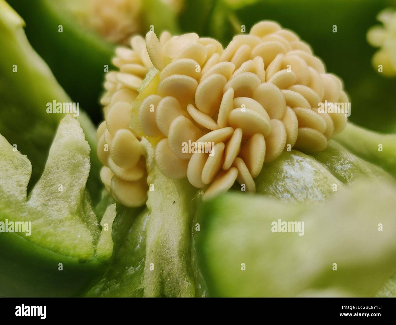 slice of green bell pepper or capsicum isolated on white background ...