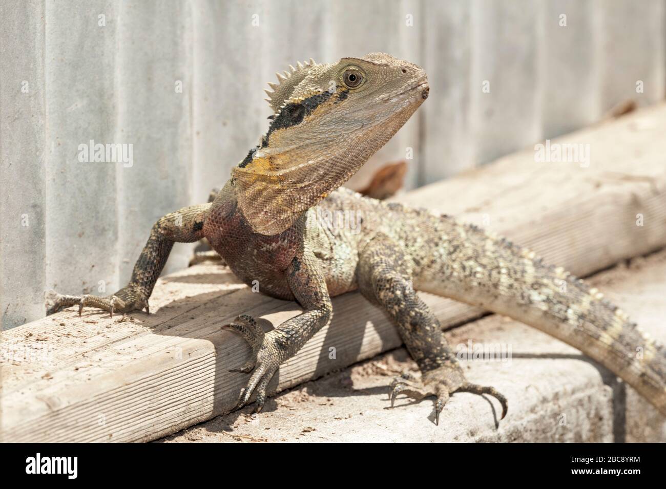 Australian Eastern water dragon (Physignathus lesueurii), Brisbane ...