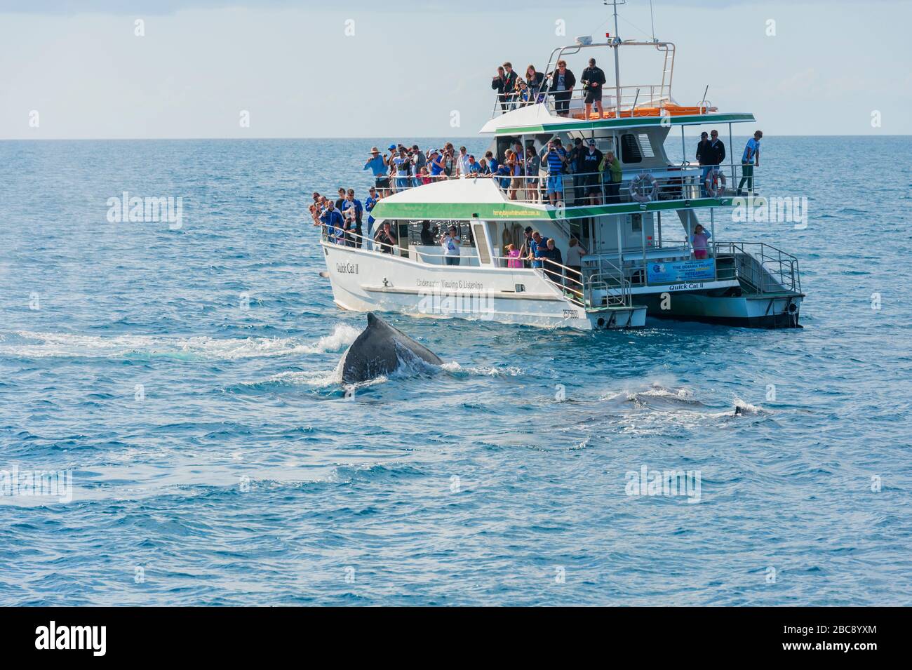 Whale watching boat approached by whales, Queensland, Australia Stock ...