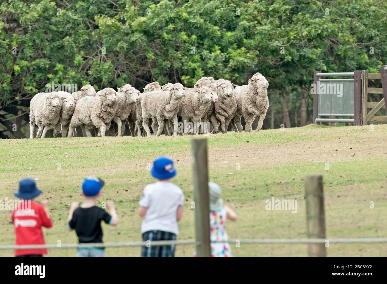 Sheepdog herding sheep hi-res stock photography and images - Alamy