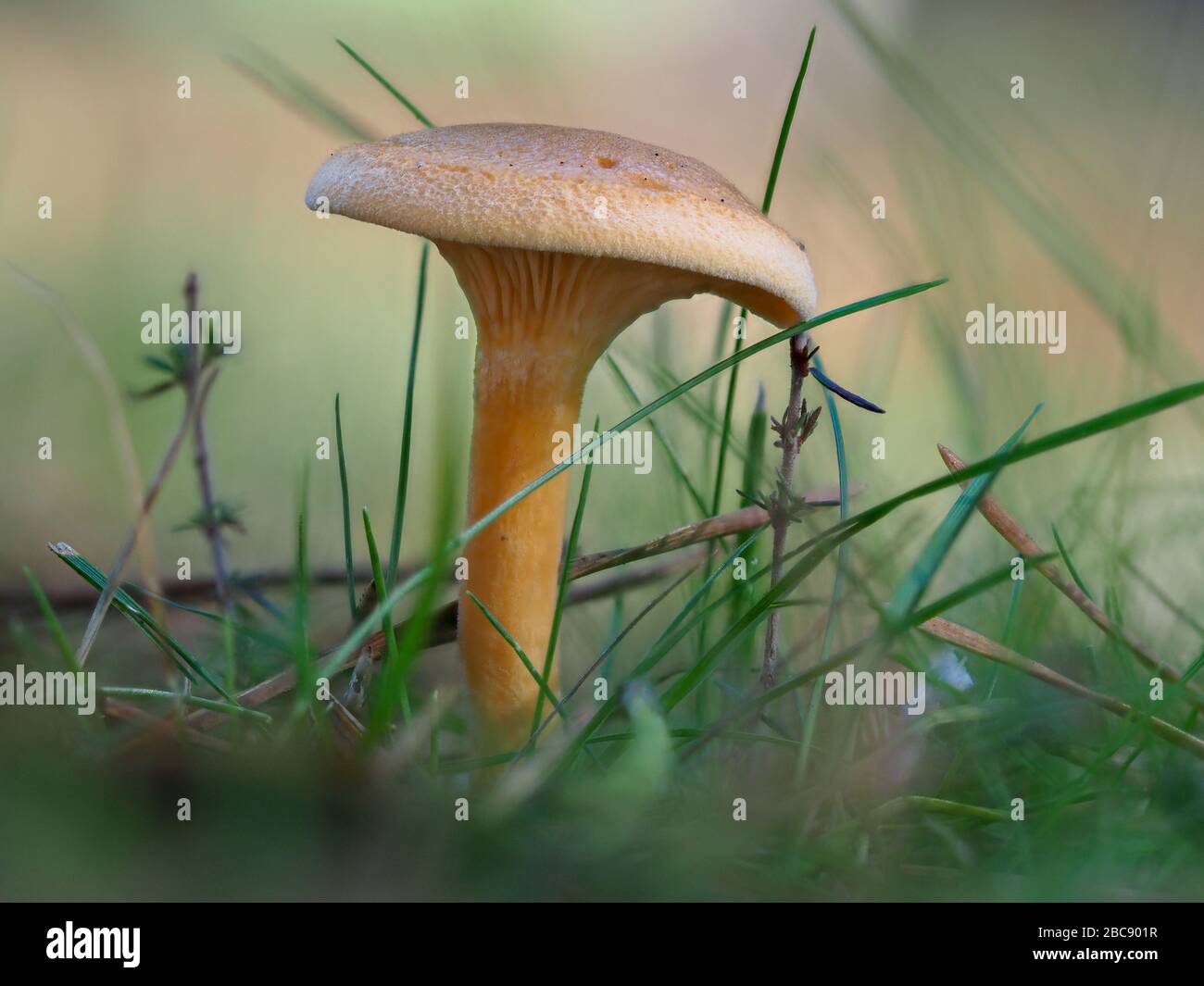 Brown Fungi on Woodland Floor Stock Photo - Alamy