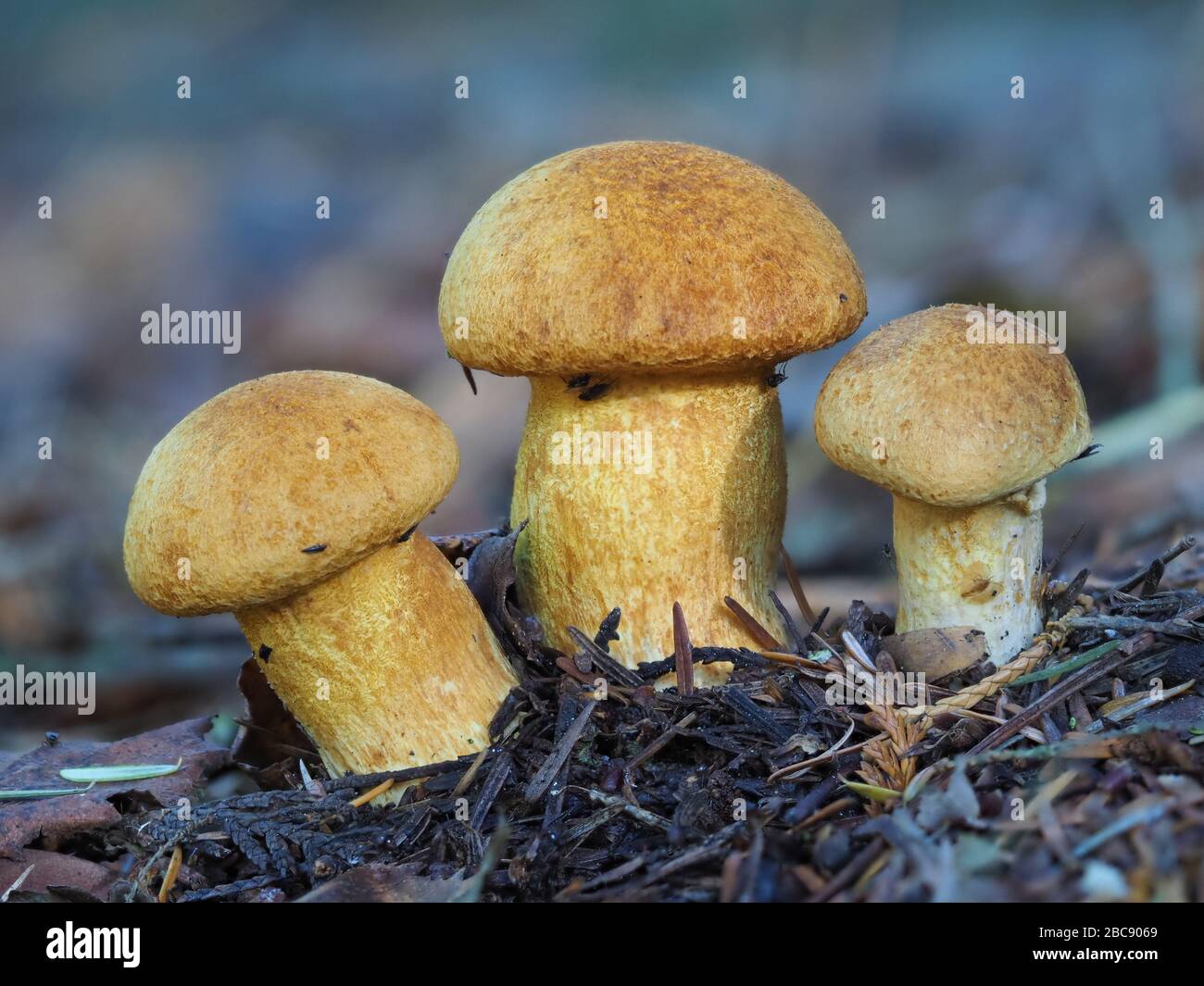 Three yellow bolete fungi covered in flies Stock Photo - Alamy