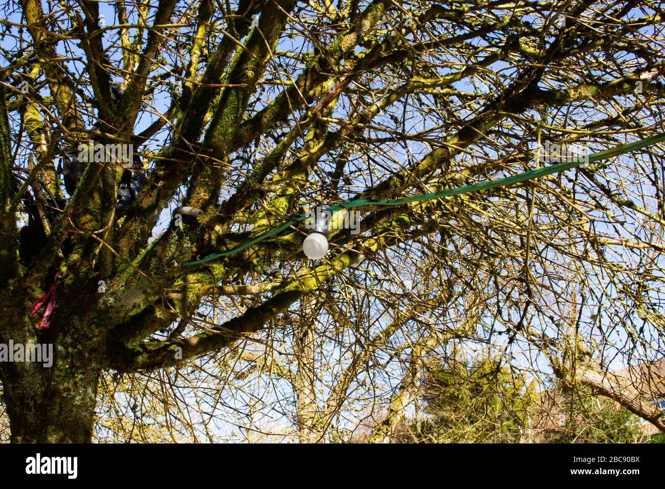 Cable lighting wrapped around tree hi-res stock photography and images ...