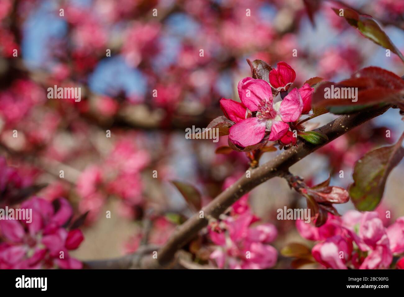 Close Up Pink Flowers Spring Blossom Stock Photo - Alamy