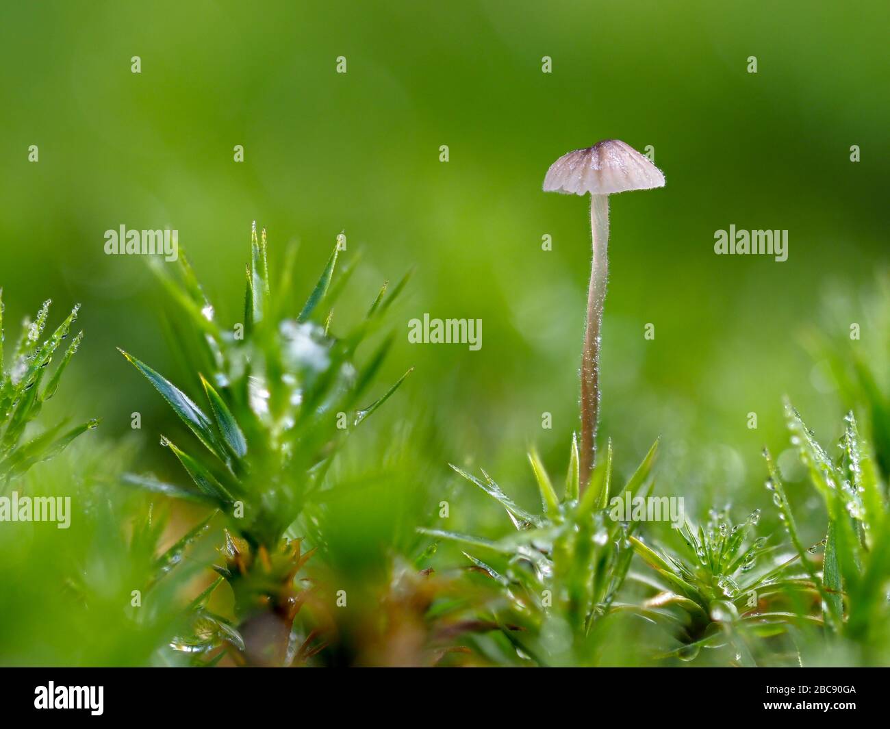 Macro shot of very Small White Fungi Stock Photo - Alamy