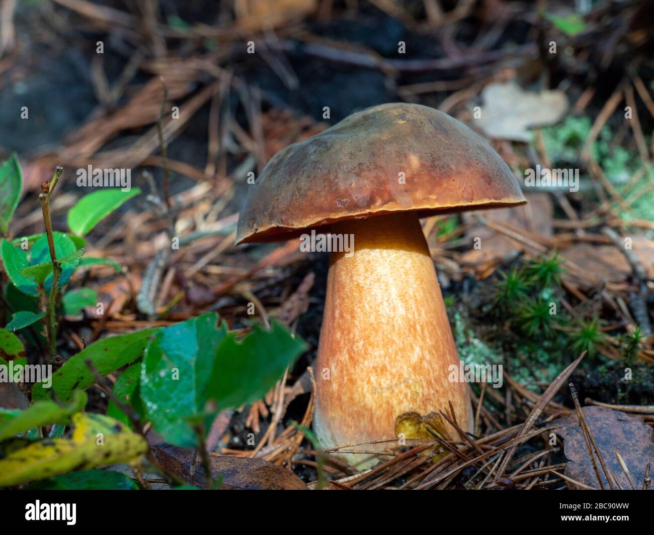Brown Penny Bun bolete mushroom fungi Stock Photo - Alamy