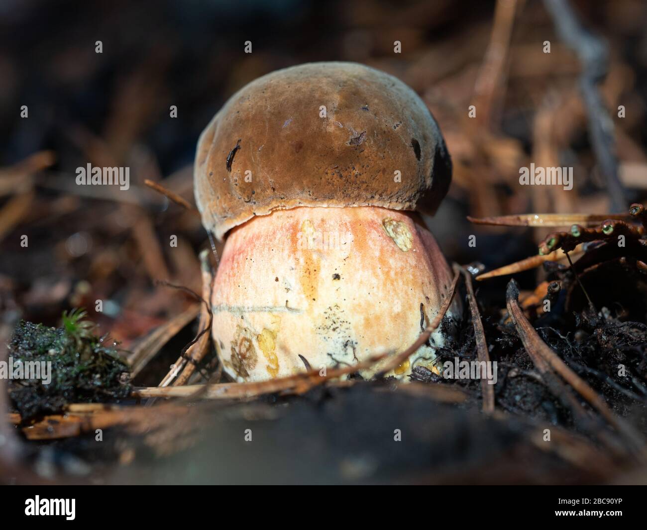 Brown Penny Bun bolete mushroom fungi Stock Photo - Alamy