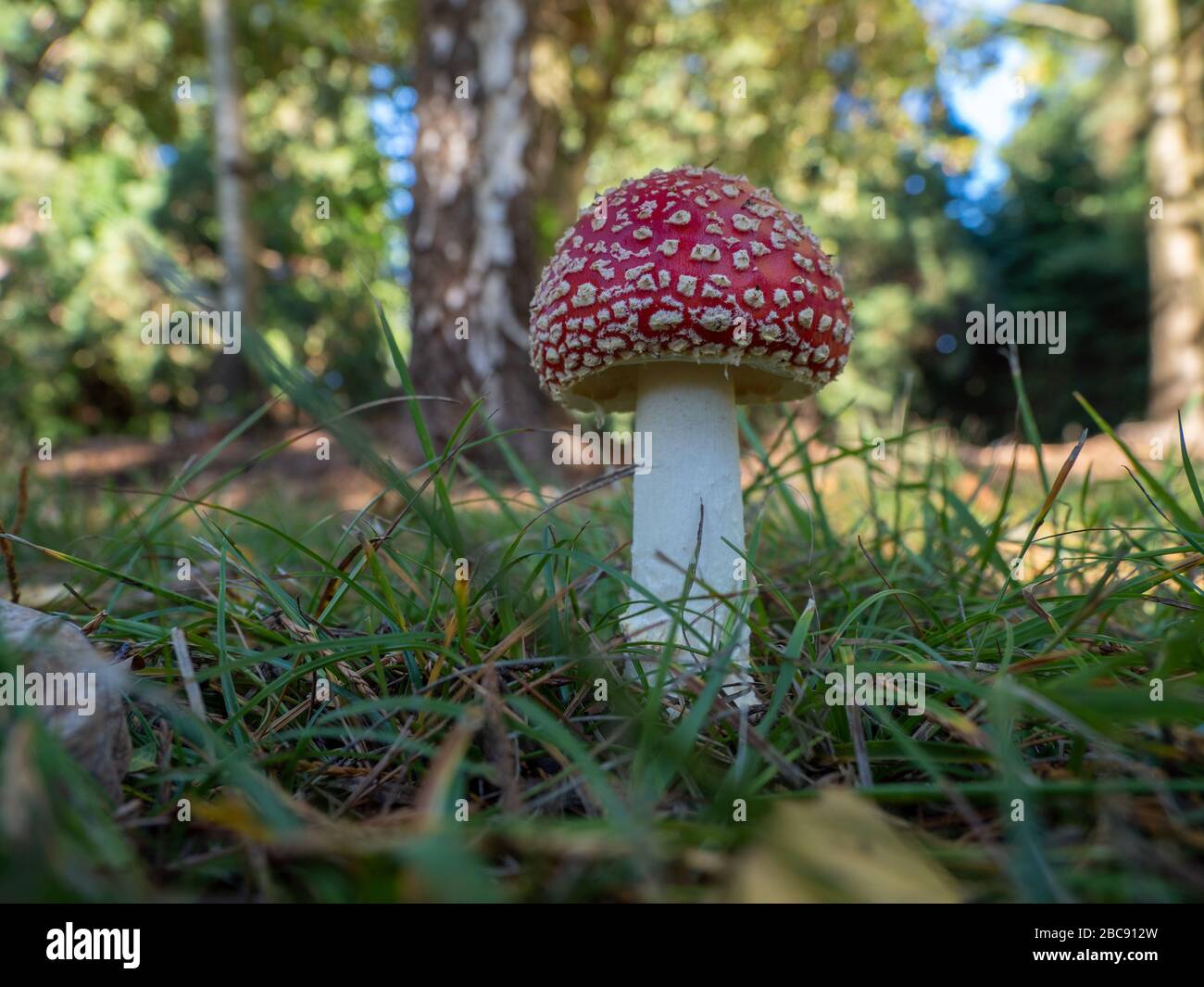 Fly Agaric Fungi on Forest floor Stock Photo - Alamy