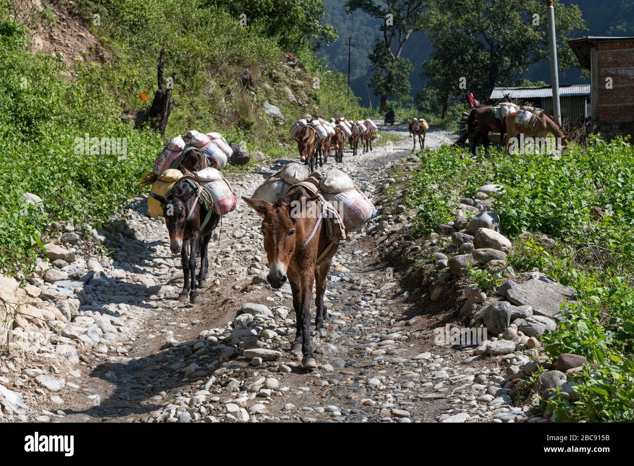 Donkeys as pack animals in Nepal Stock Photo - Alamy