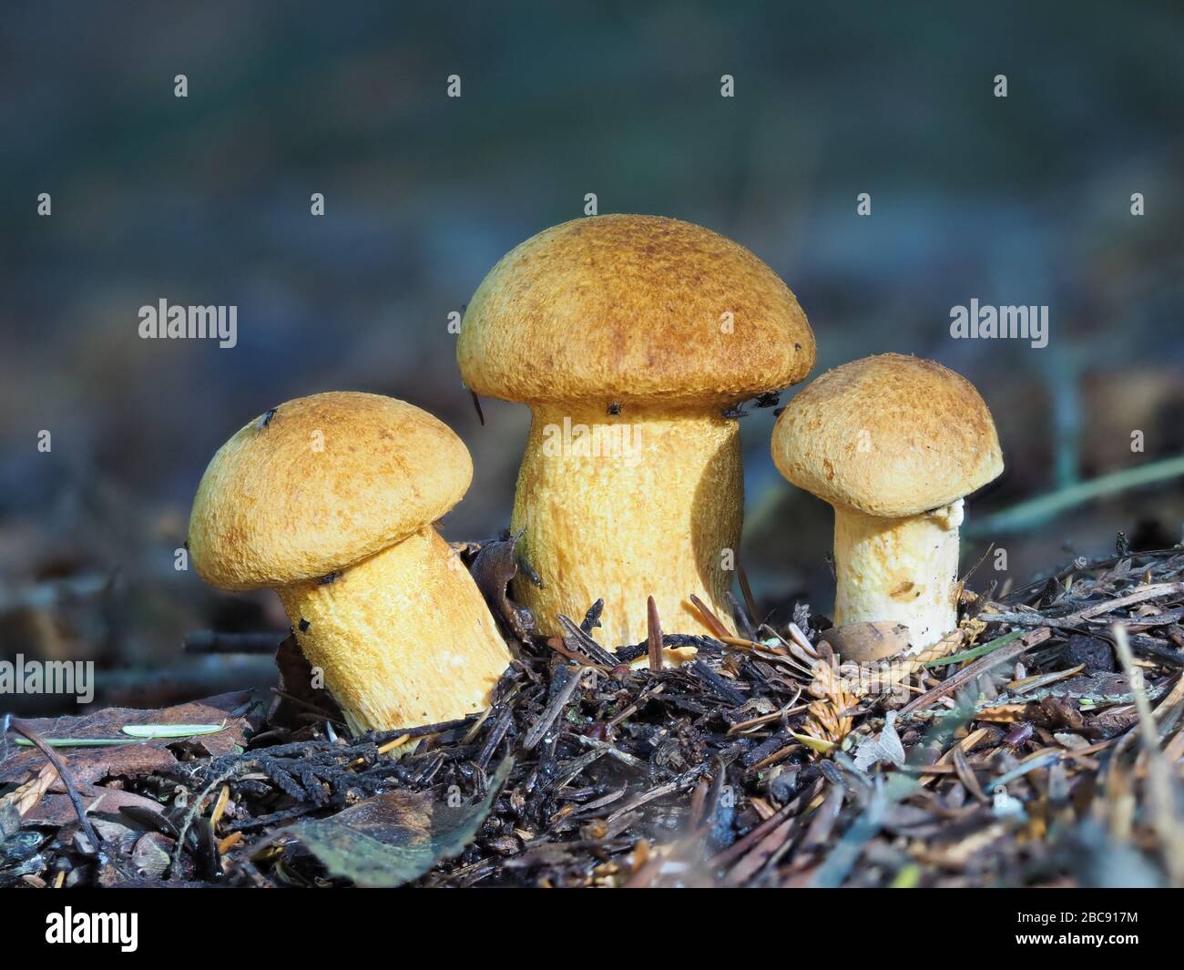 Three yellow bolete fungi covered in flies Stock Photo - Alamy