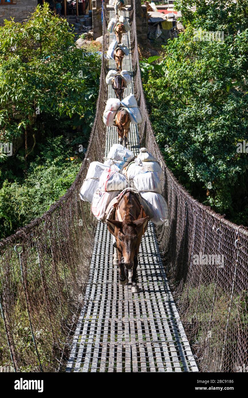 Donkey on a suspension bridge in Nepal Stock Photo - Alamy