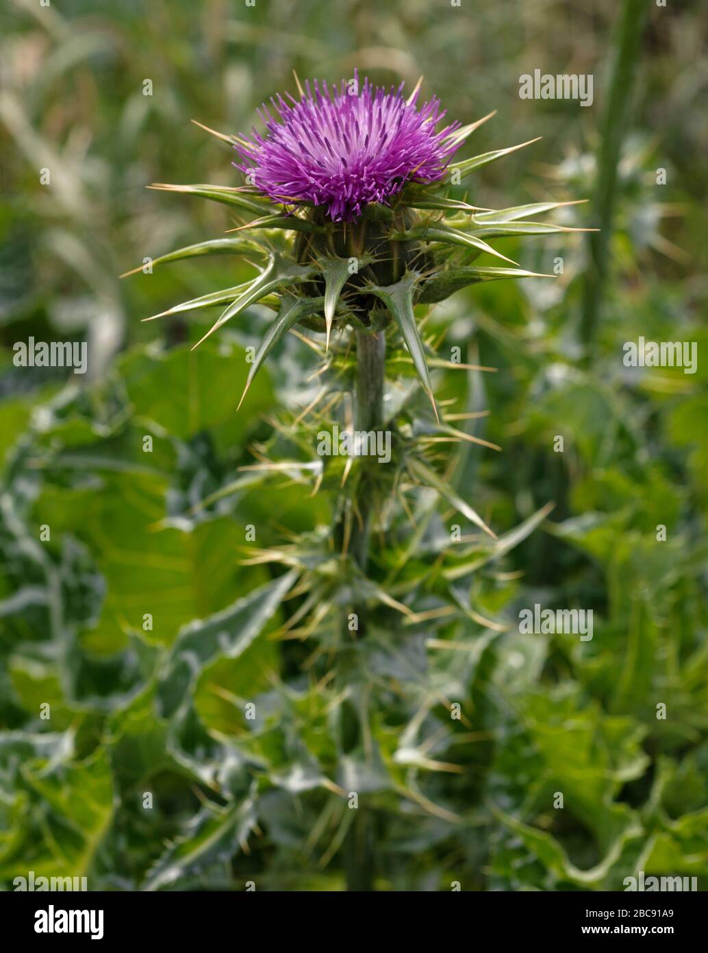Carduus marianum hi-res stock photography and images - Alamy