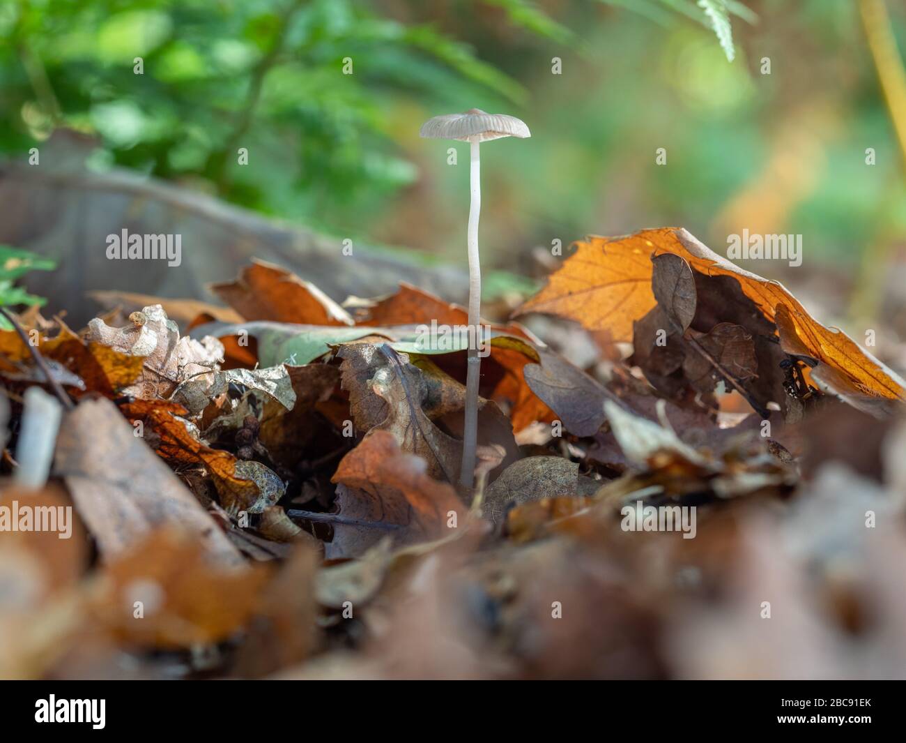 Macro shot of very Small White Fungi Stock Photo - Alamy
