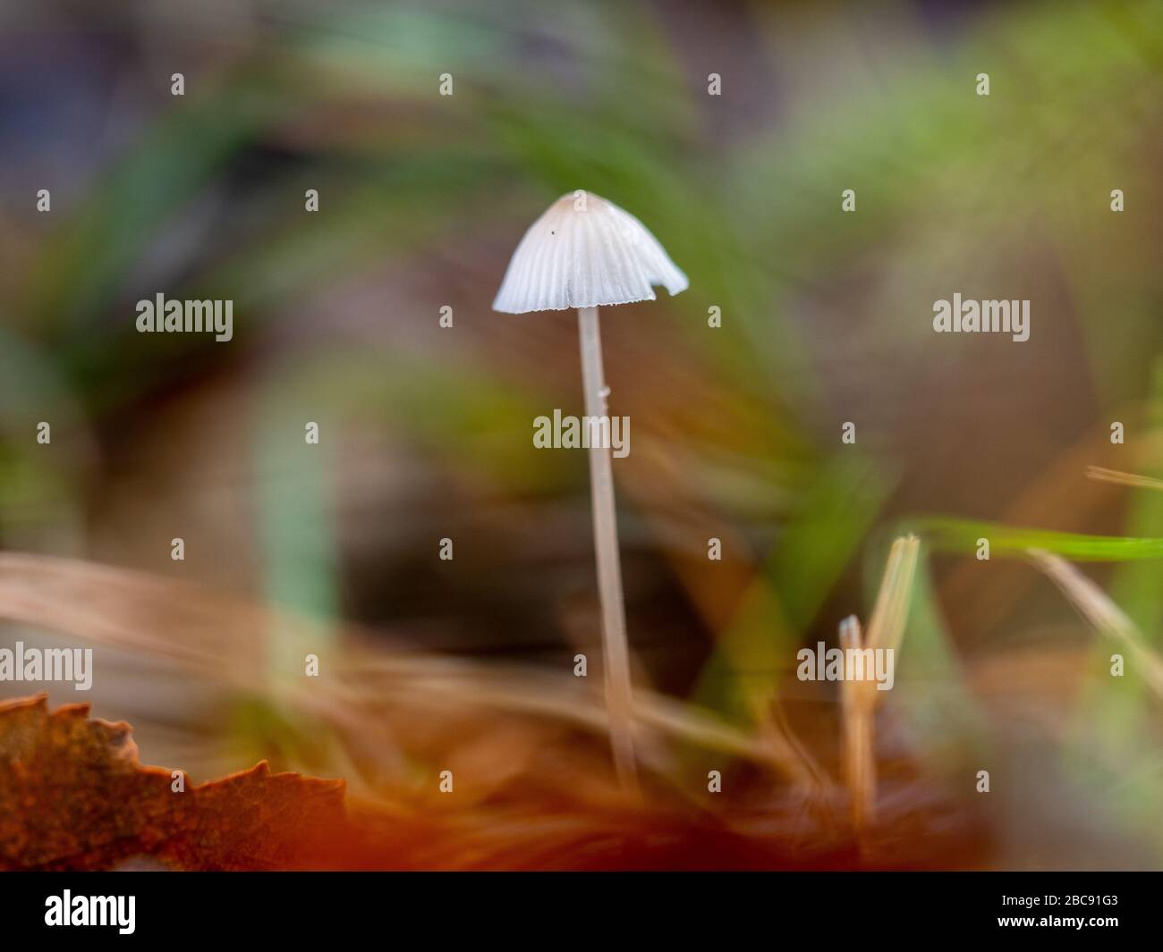 Macro shot of very Small White Fungi Stock Photo - Alamy