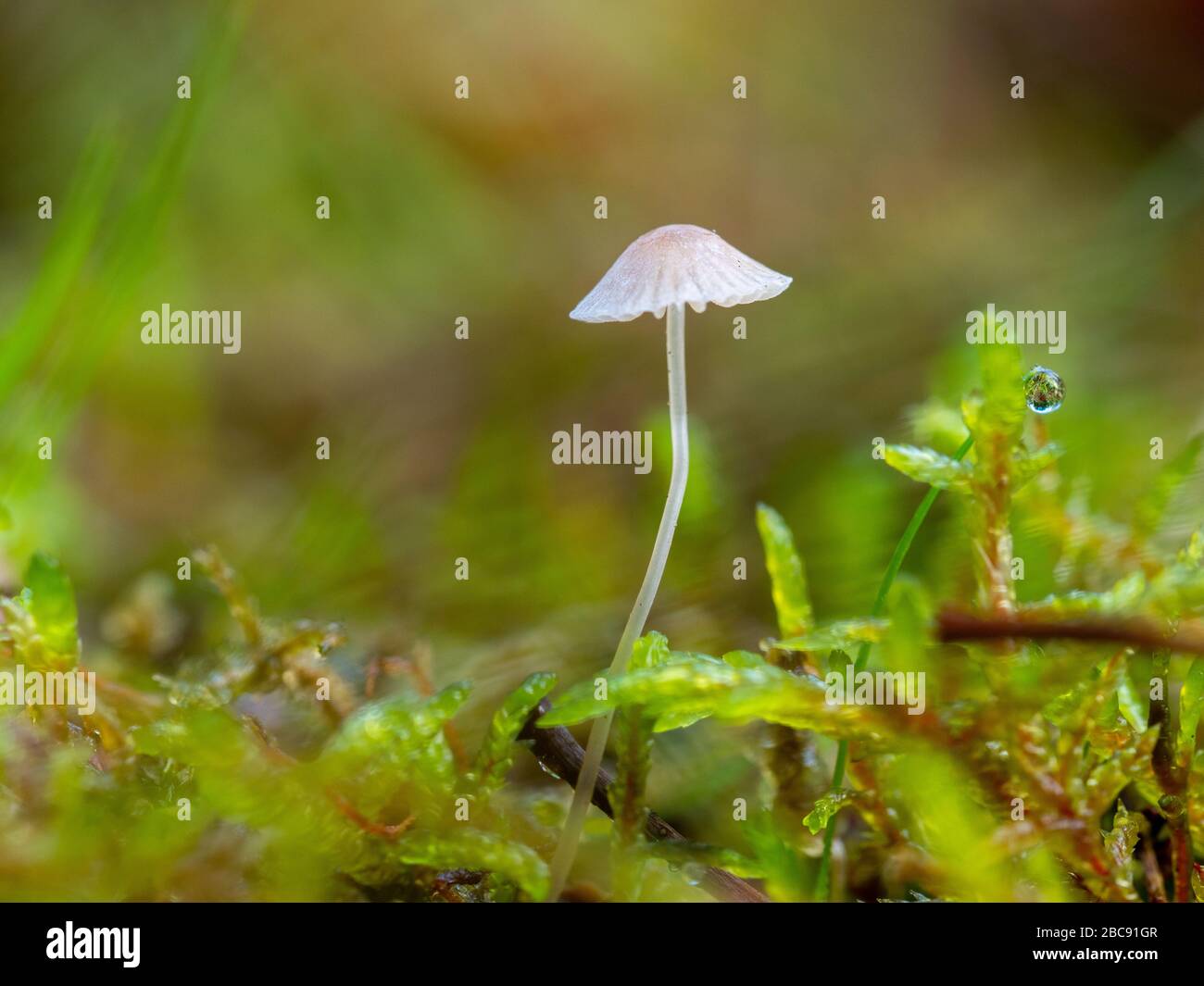 Macro shot of very Small White Fungi Stock Photo - Alamy