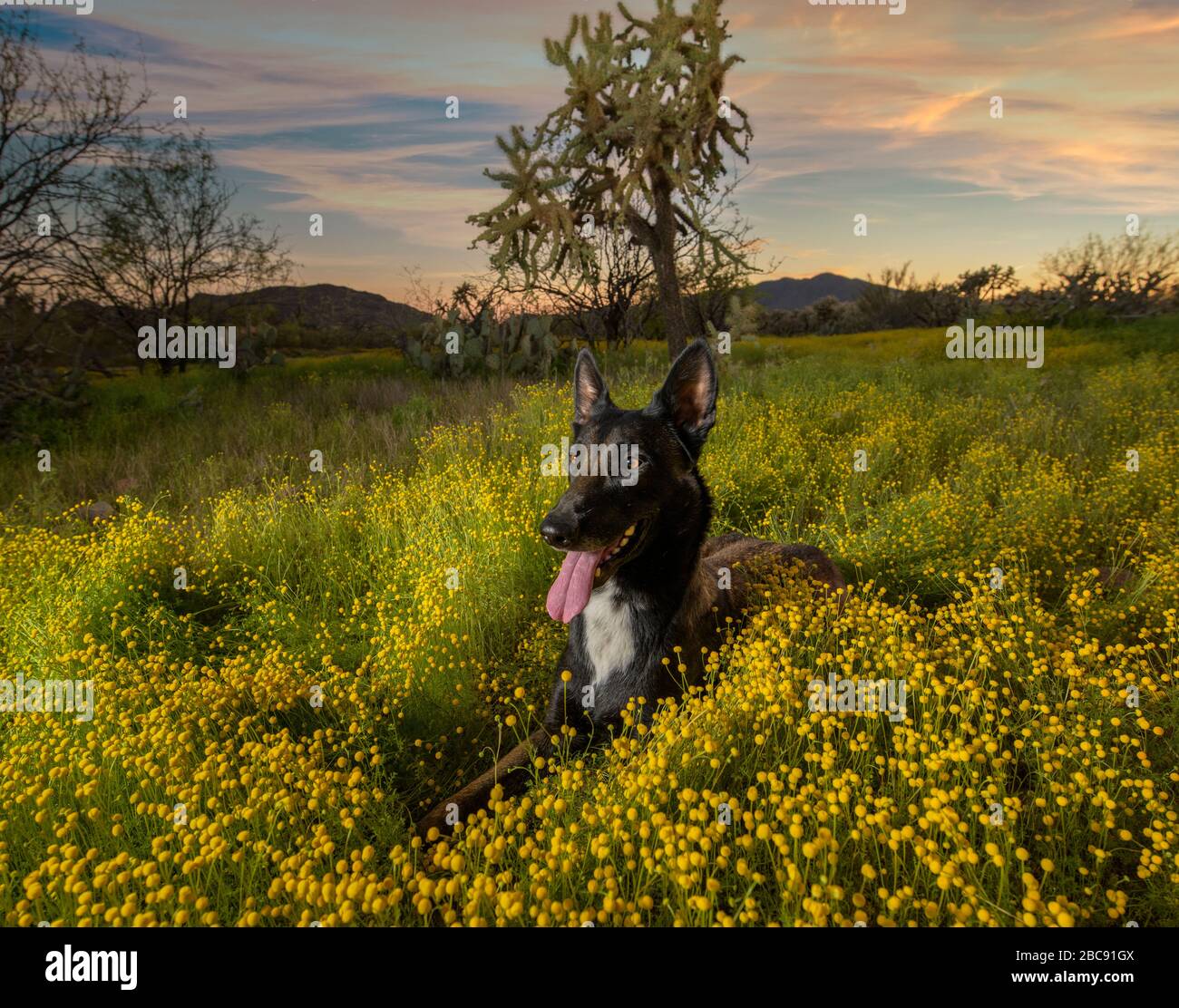 Malinois posing at sunset for a natural portrait in yellow wildflowers ...