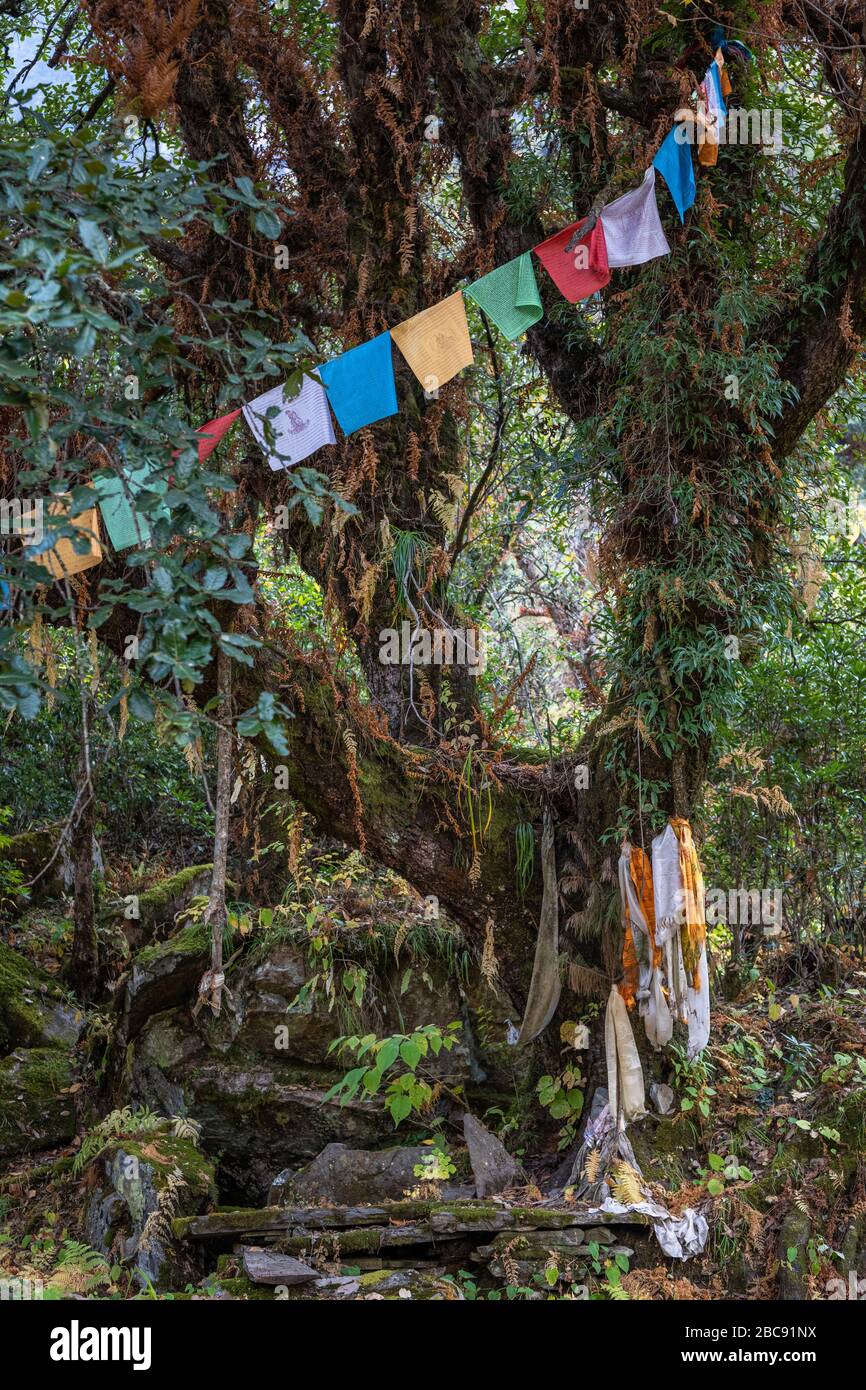 Tree decorated with prayer flags in Nepal Stock Photo - Alamy