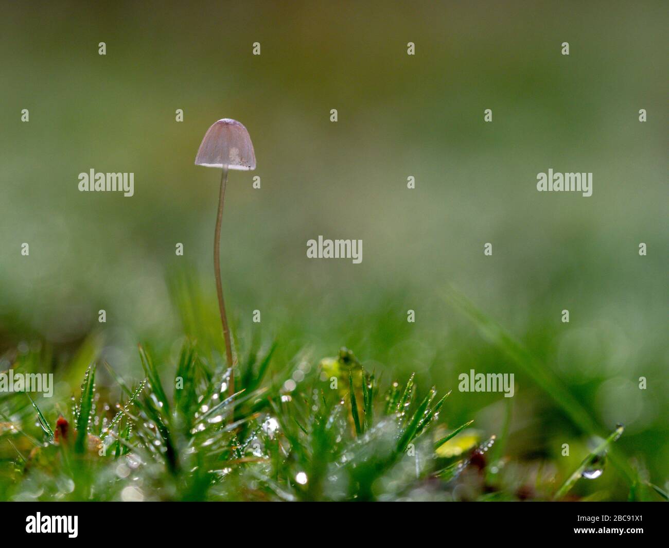 Macro shot of very Small White Fungi Stock Photo - Alamy