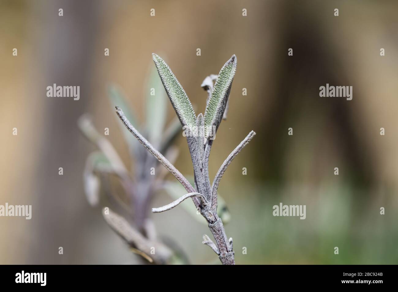 Sprouting insect hi-res stock photography and images - Alamy