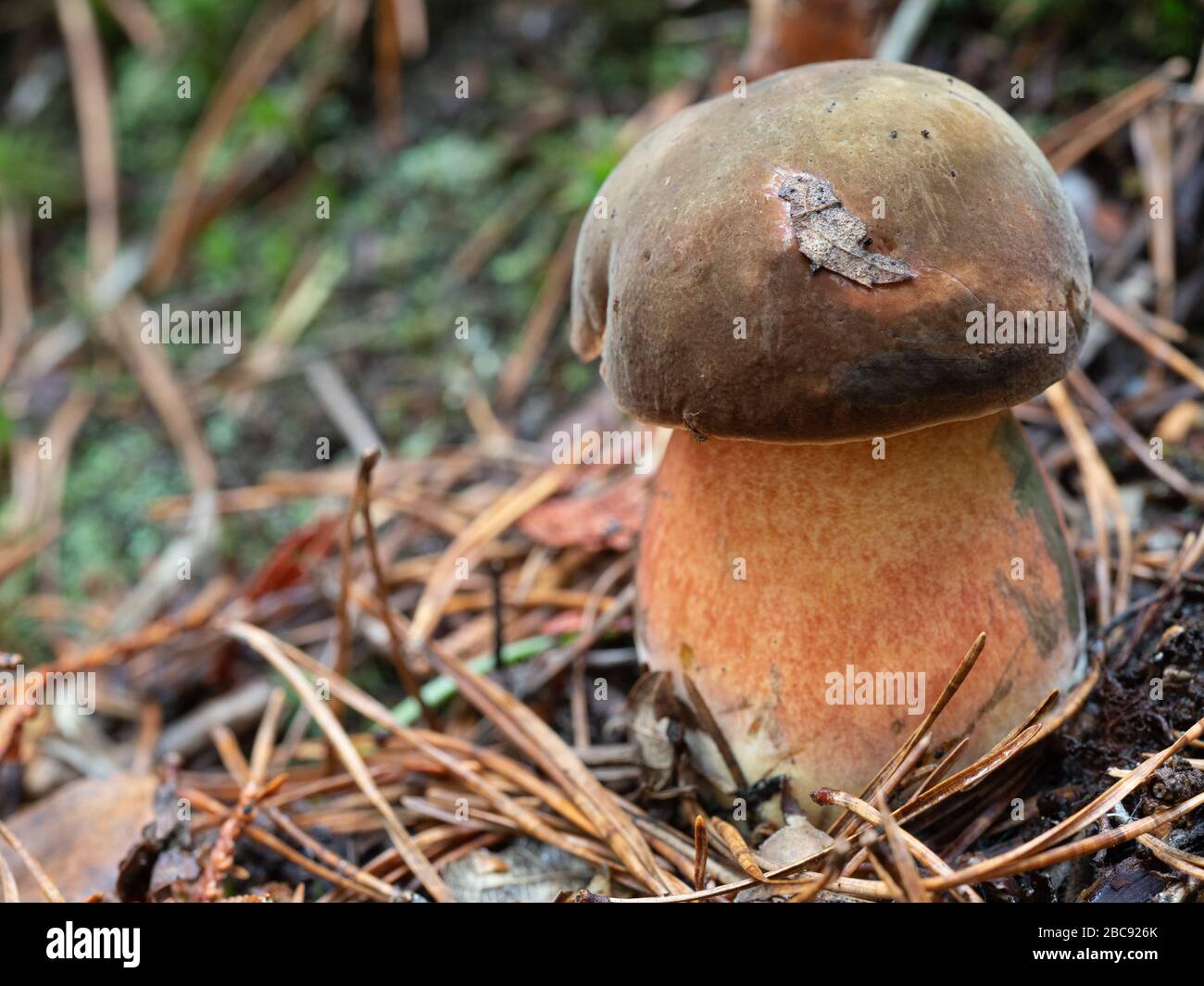 Brown Penny Bun bolete mushroom fungi Stock Photo - Alamy