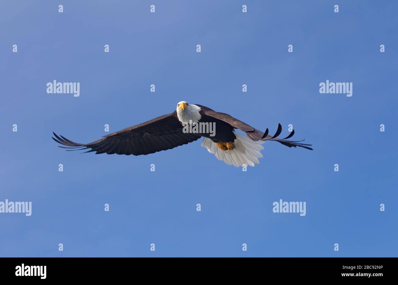 Bald Eagle Adult flying at camera Stock Photo - Alamy