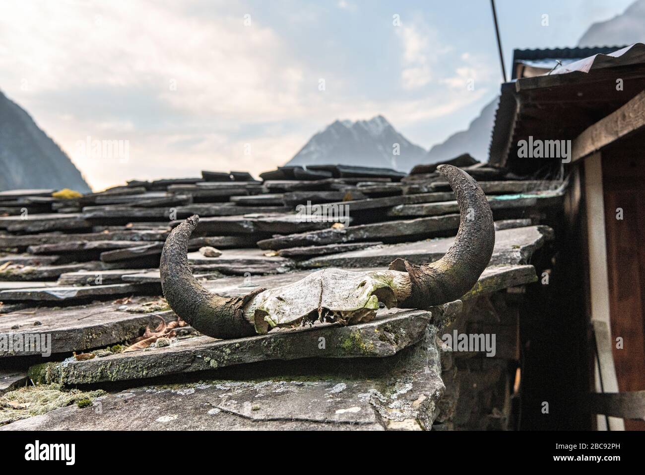 Animal skull roof hi-res stock photography and images - Alamy