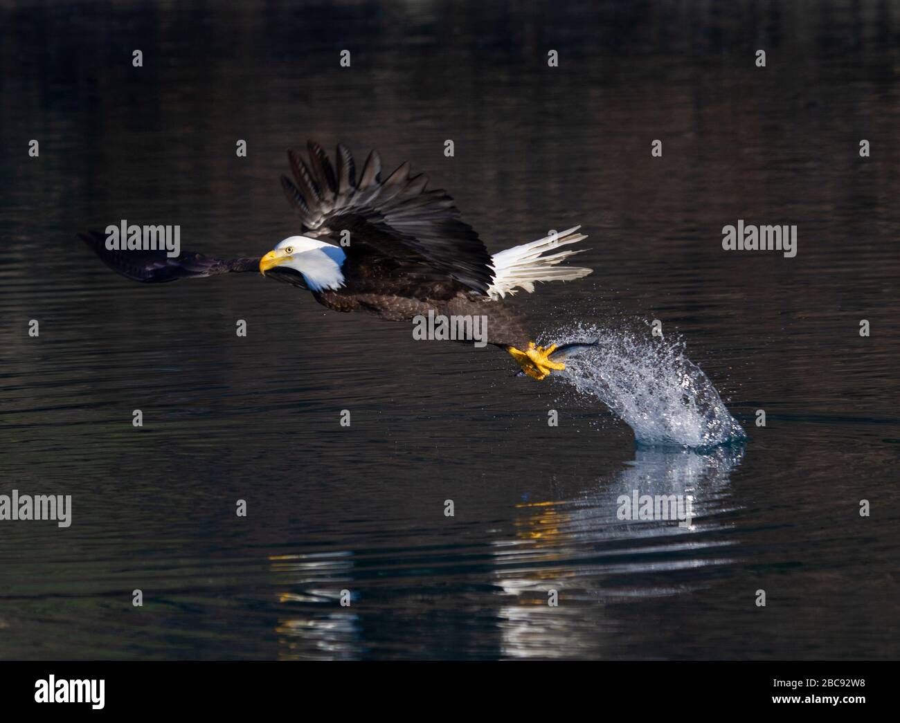 Striking splash hi-res stock photography and images - Alamy