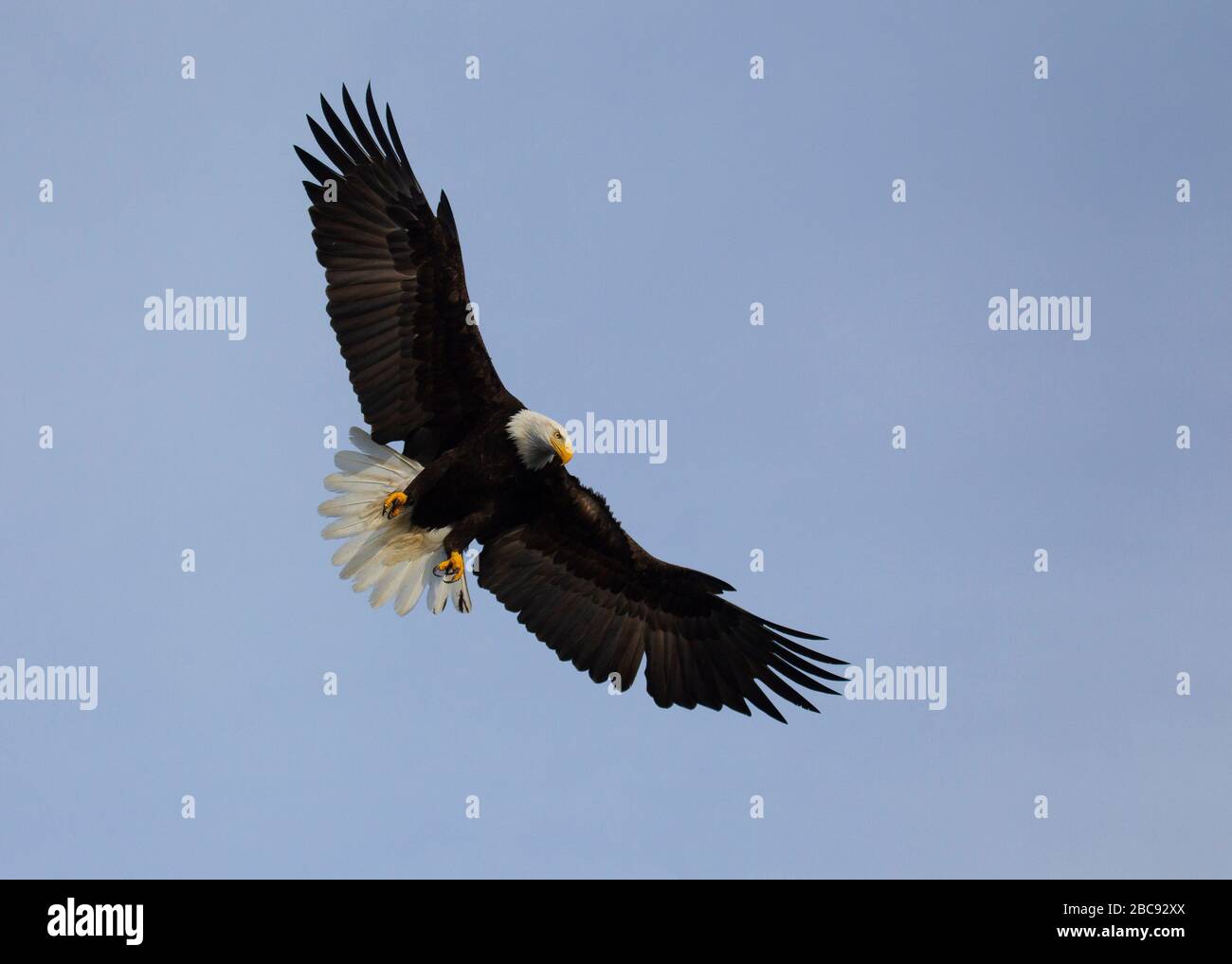 Wings extended birds hi-res stock photography and images - Alamy