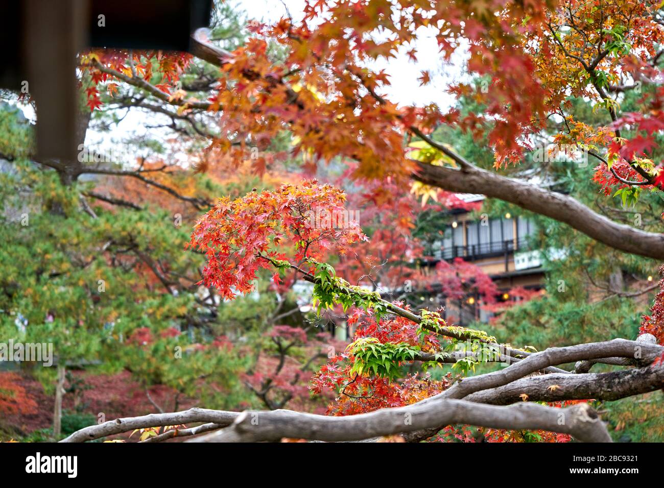 Red japanese maple tree hi-res stock photography and images - Alamy