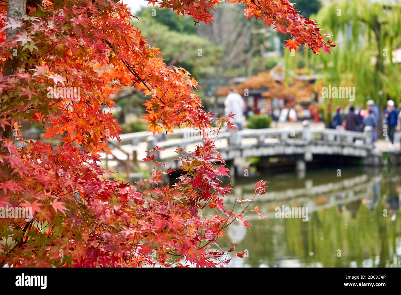 People are enjoying autumn colors in Kyoto Stock Photo - Alamy