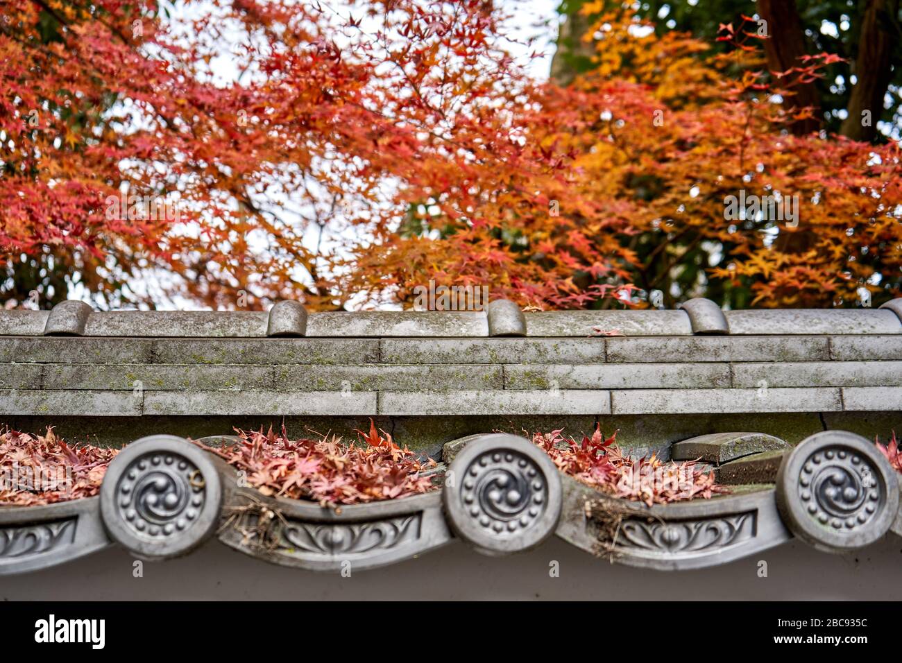 Dried maple leaves on top of concrete fence roof Stock Photo - Alamy
