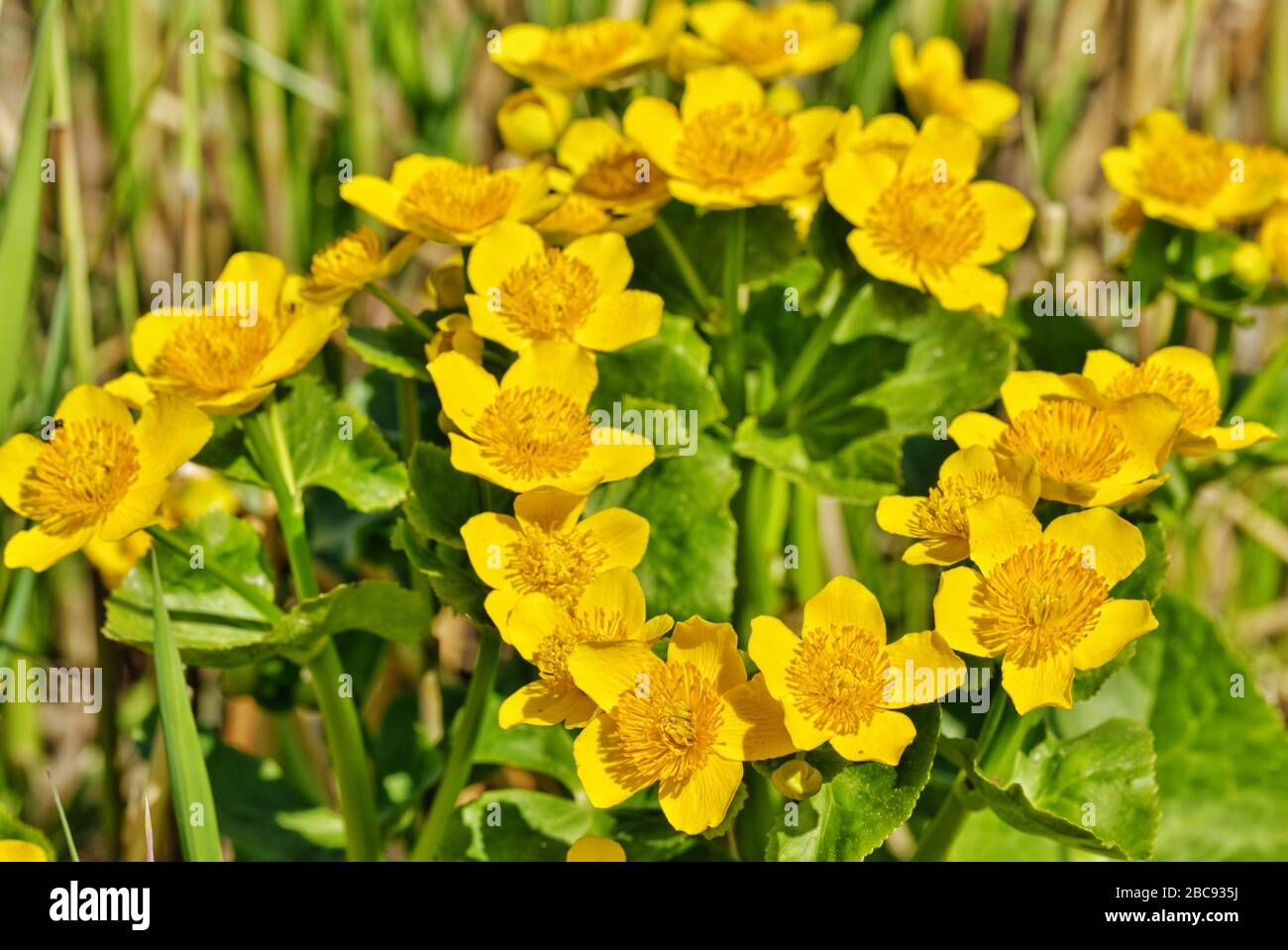 Caltha palustris-marsh plant with yellow petals.Spring blooms brightly ...