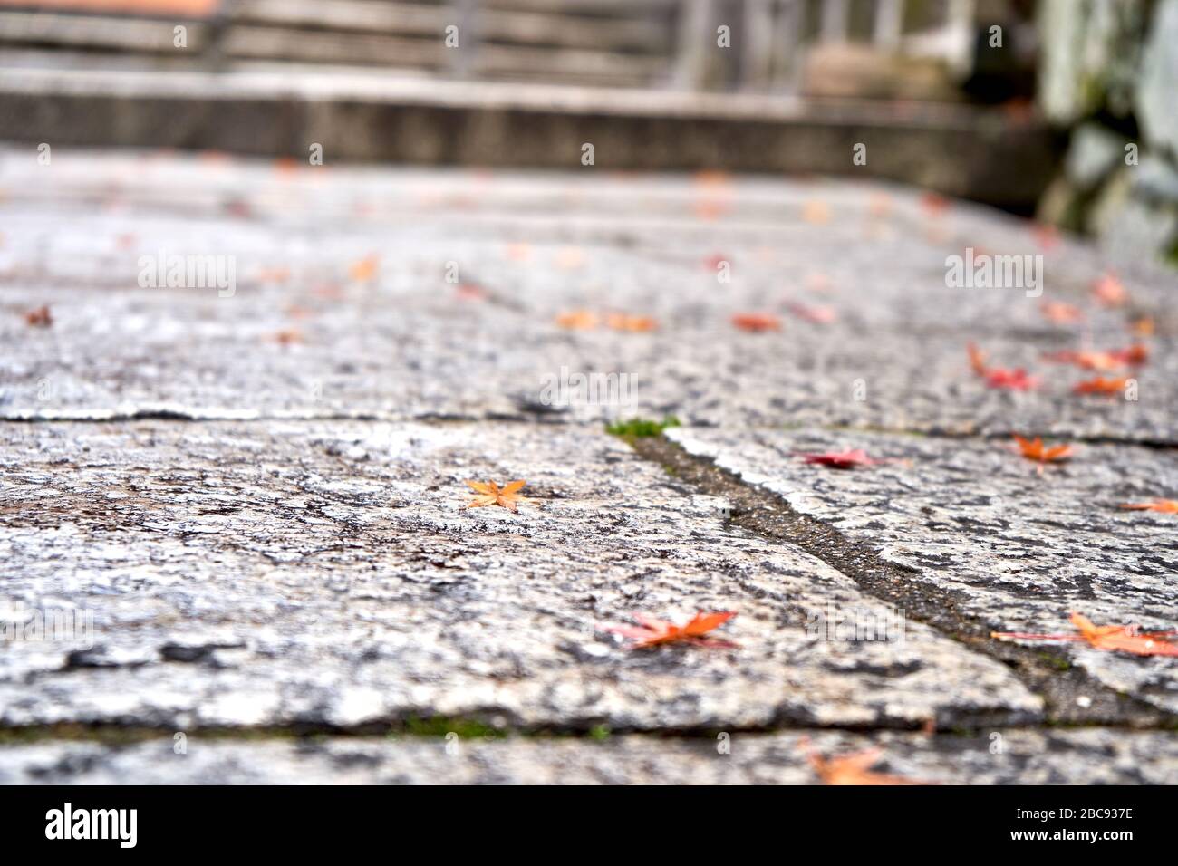 Small red maple tree leaves on the stone pathway Stock Photo - Alamy
